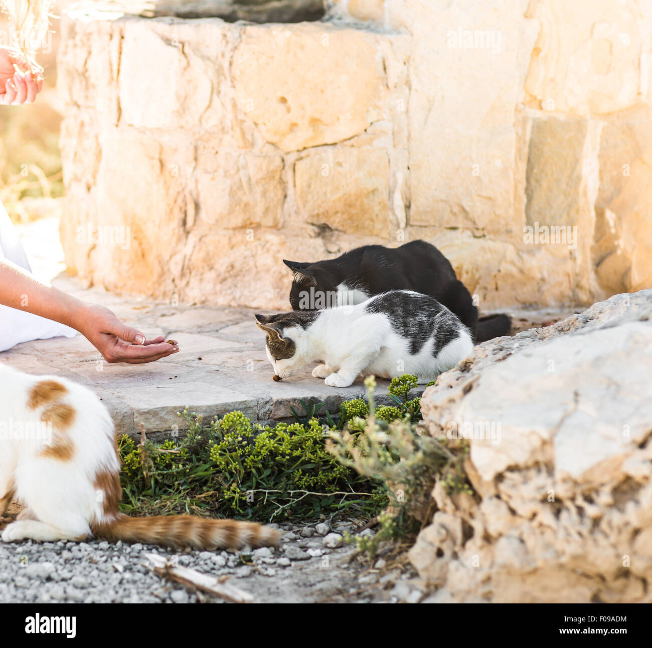 man and woman feeding cats in a park Stock Photo - Alamy