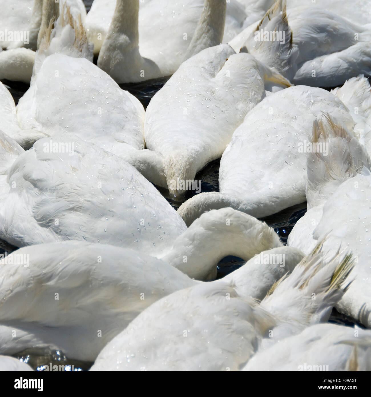 Swan paddling underwater hi-res stock photography and images - Alamy