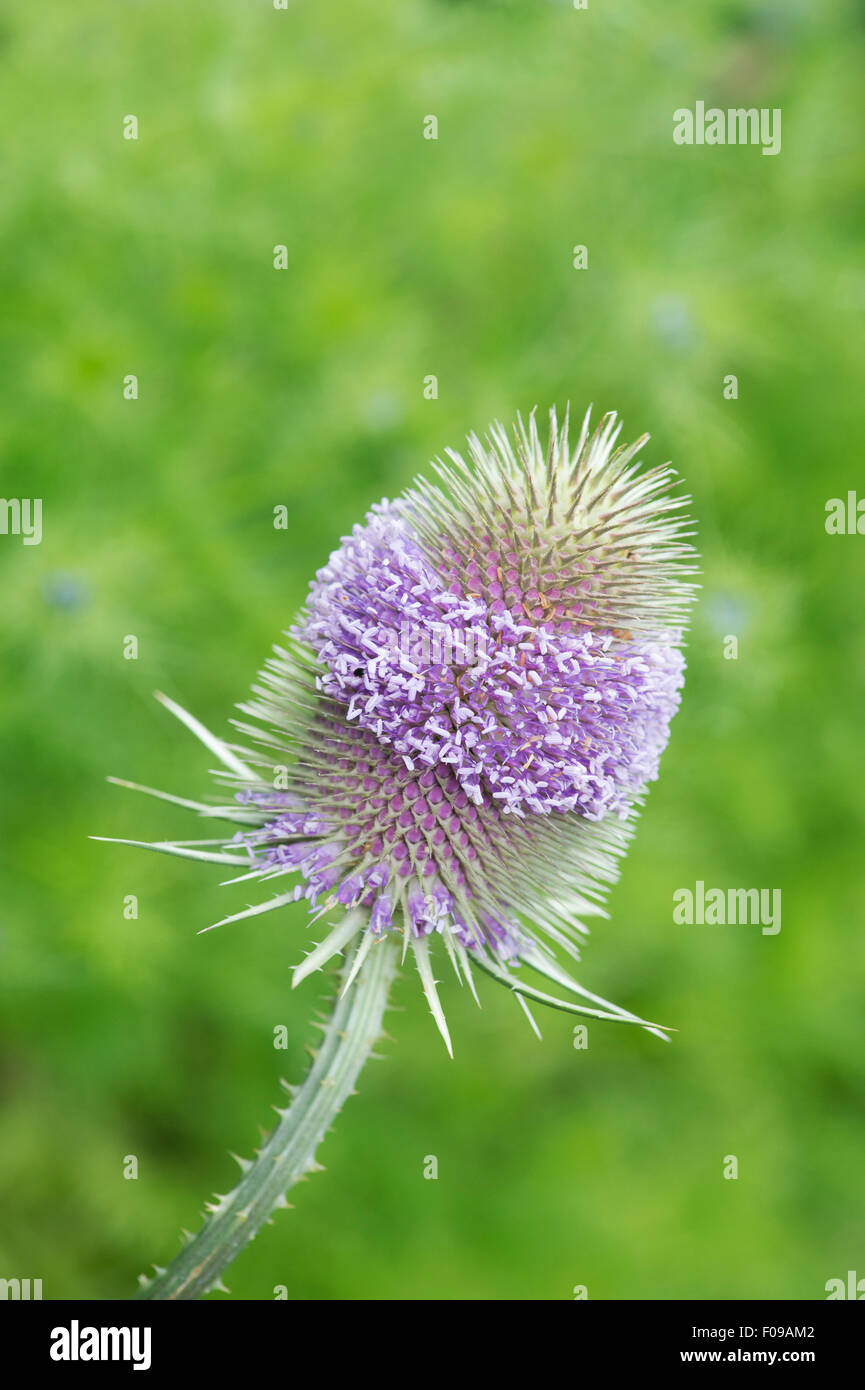 Dipsacus fullonum. Teasel in flower against a green background Stock ...