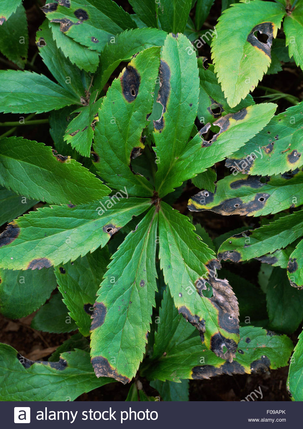 Coniothyrium High Resolution Stock Photography and Images - Alamy