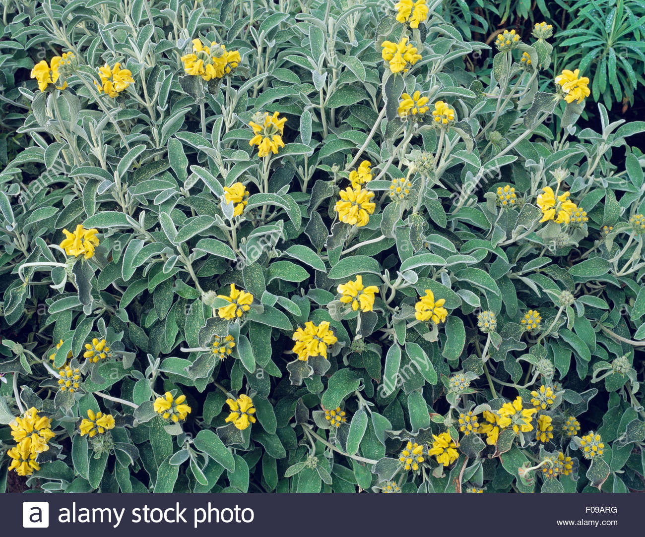 Jerusalem Sage Stock Photos & Jerusalem Sage Stock Images - Alamy