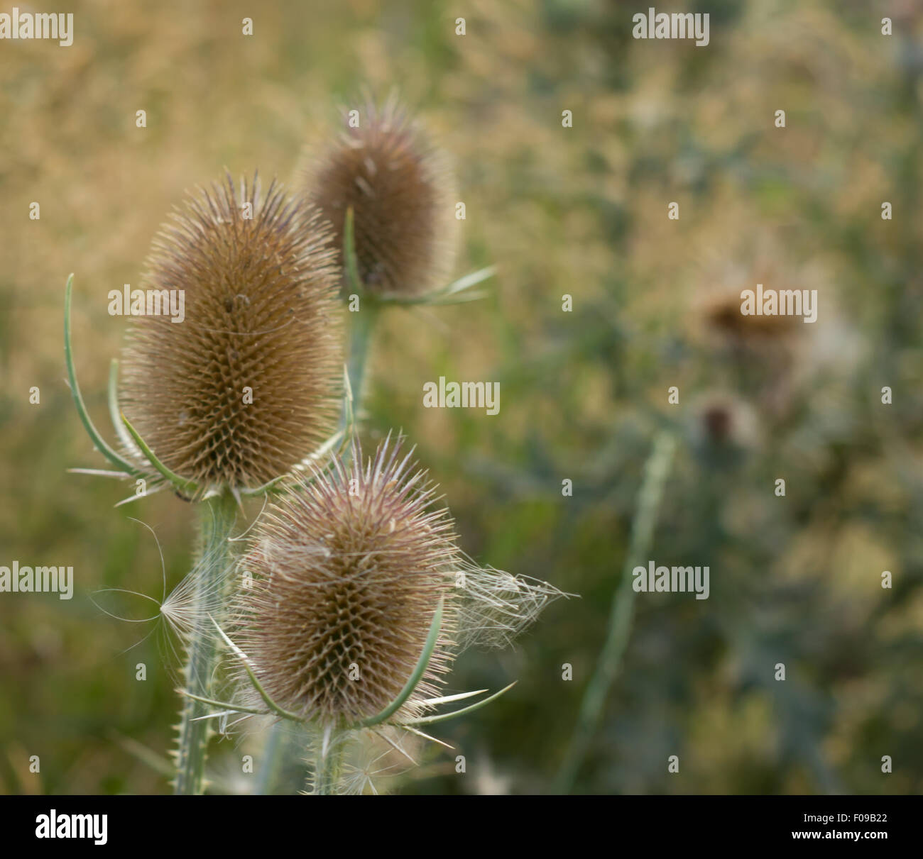 Dried thistle in the park Stock Photo - Alamy