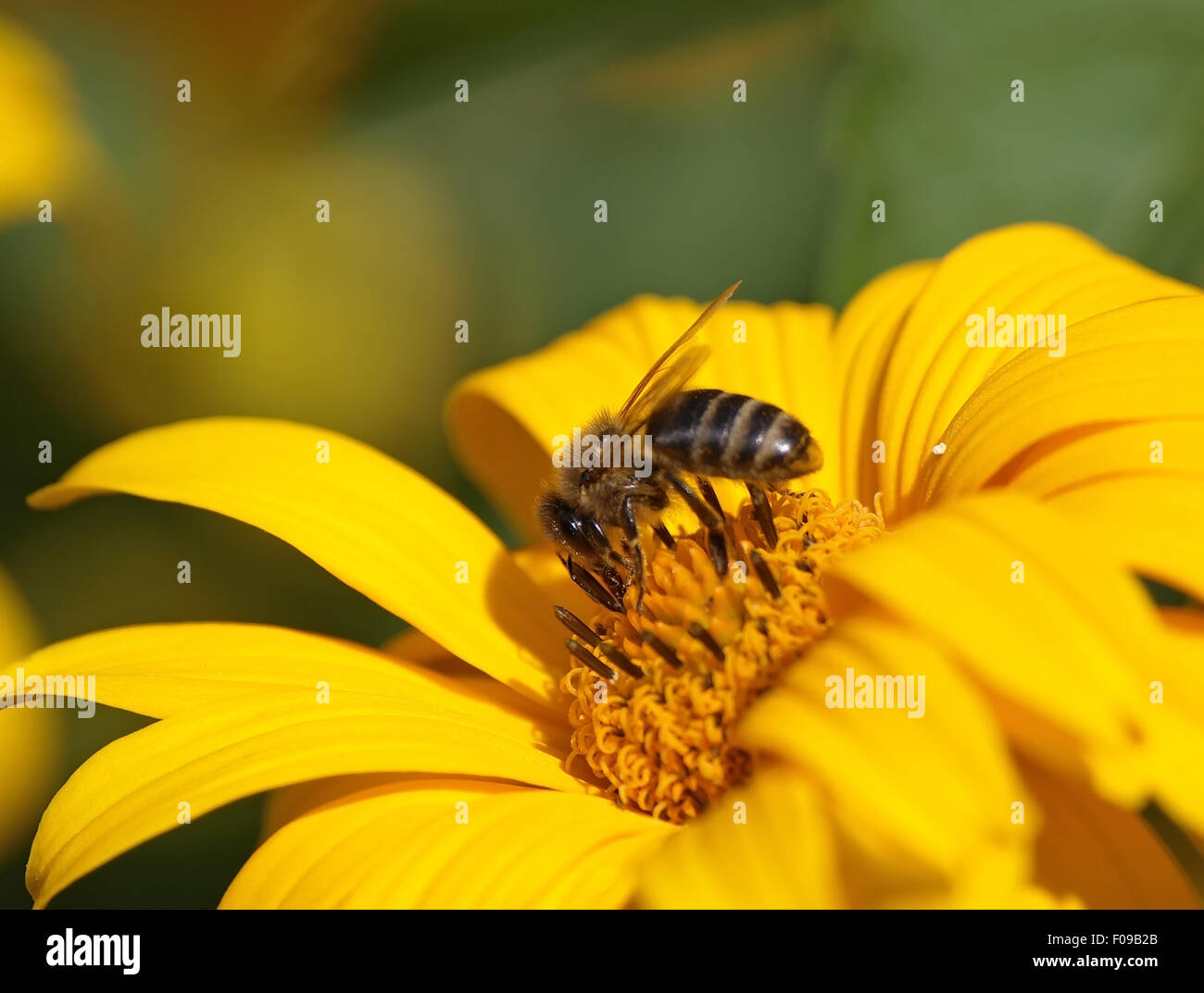 bee on yellow flower Stock Photo - Alamy