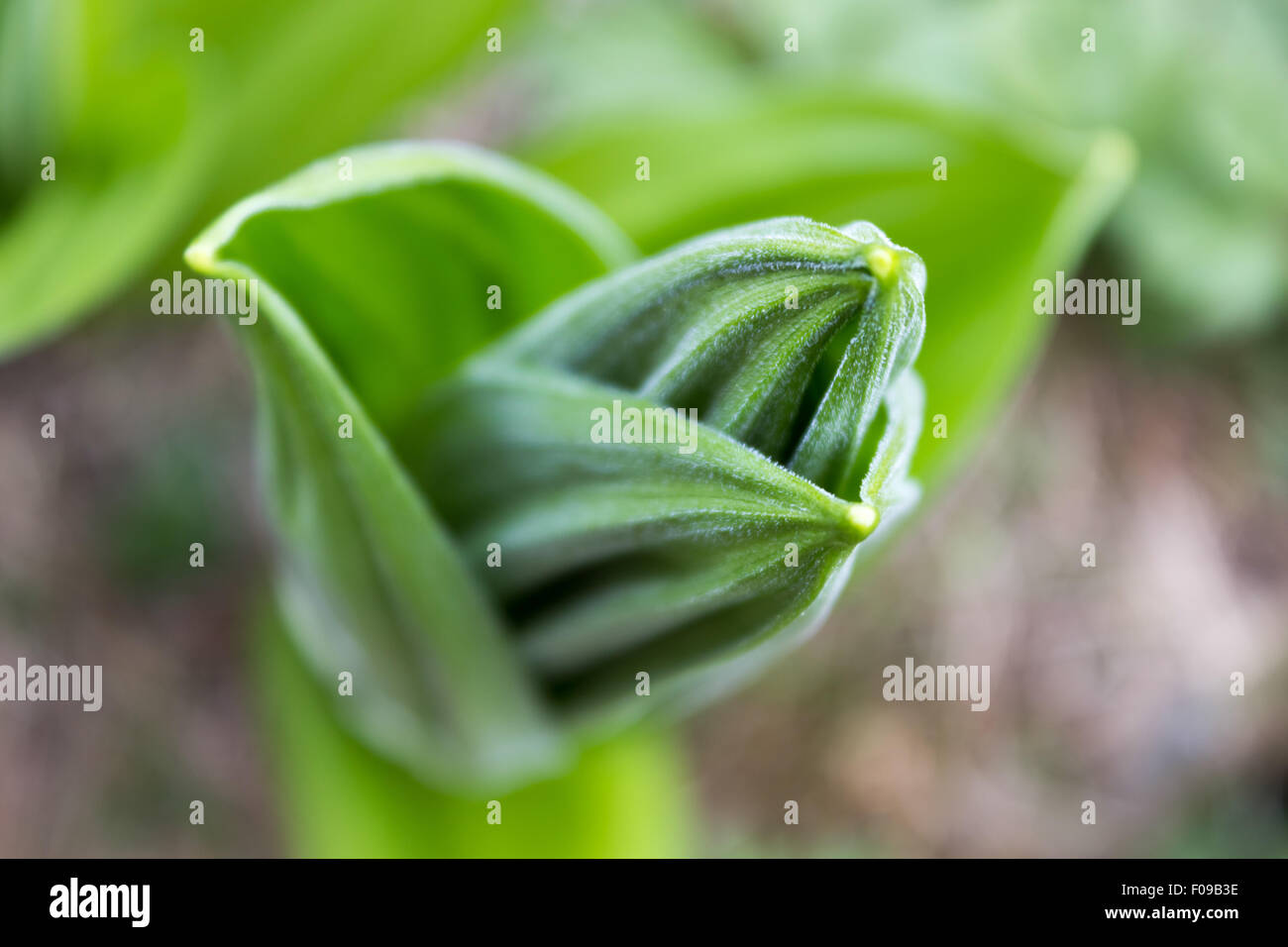 Opening flower and leaves hi-res stock photography and images - Alamy