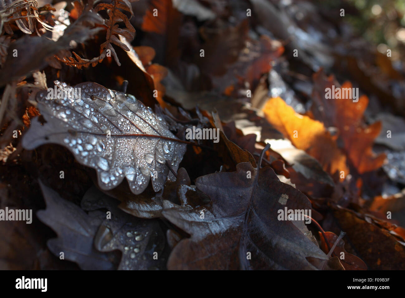 Morning dew covered forest leaves Stock Photo - Alamy