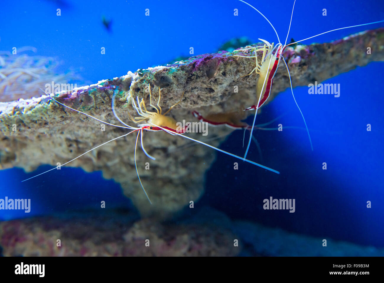 marine shrimp Lysmata amboinensis (Cleaner Shrimp Stock Photo - Alamy