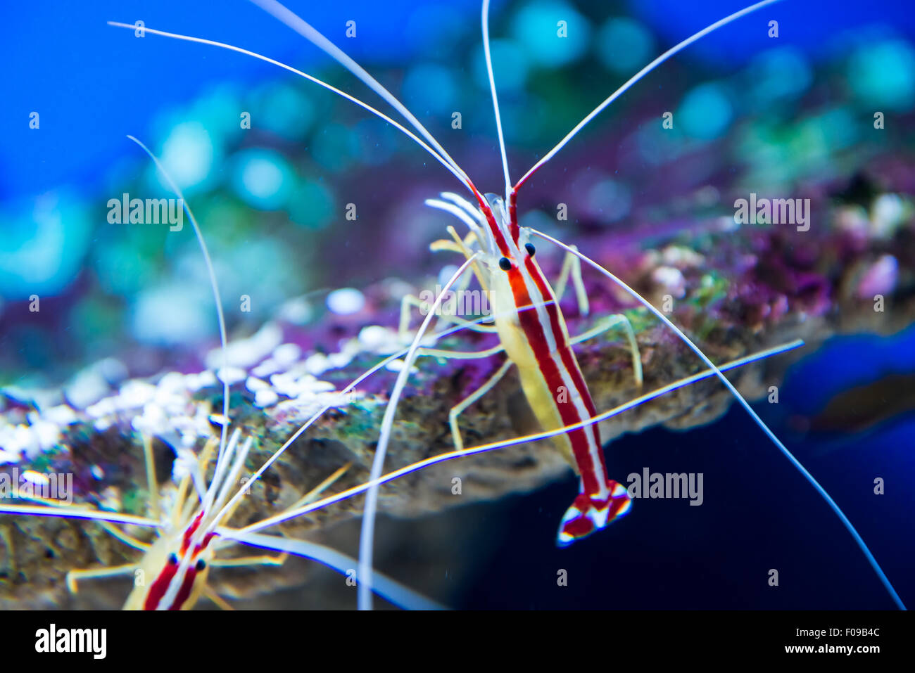 marine shrimp Lysmata amboinensis (Cleaner Shrimp Stock Photo - Alamy