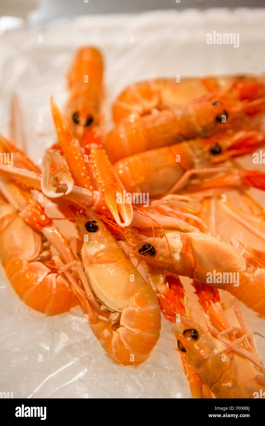 Prawns on the fish market Stock Photo - Alamy