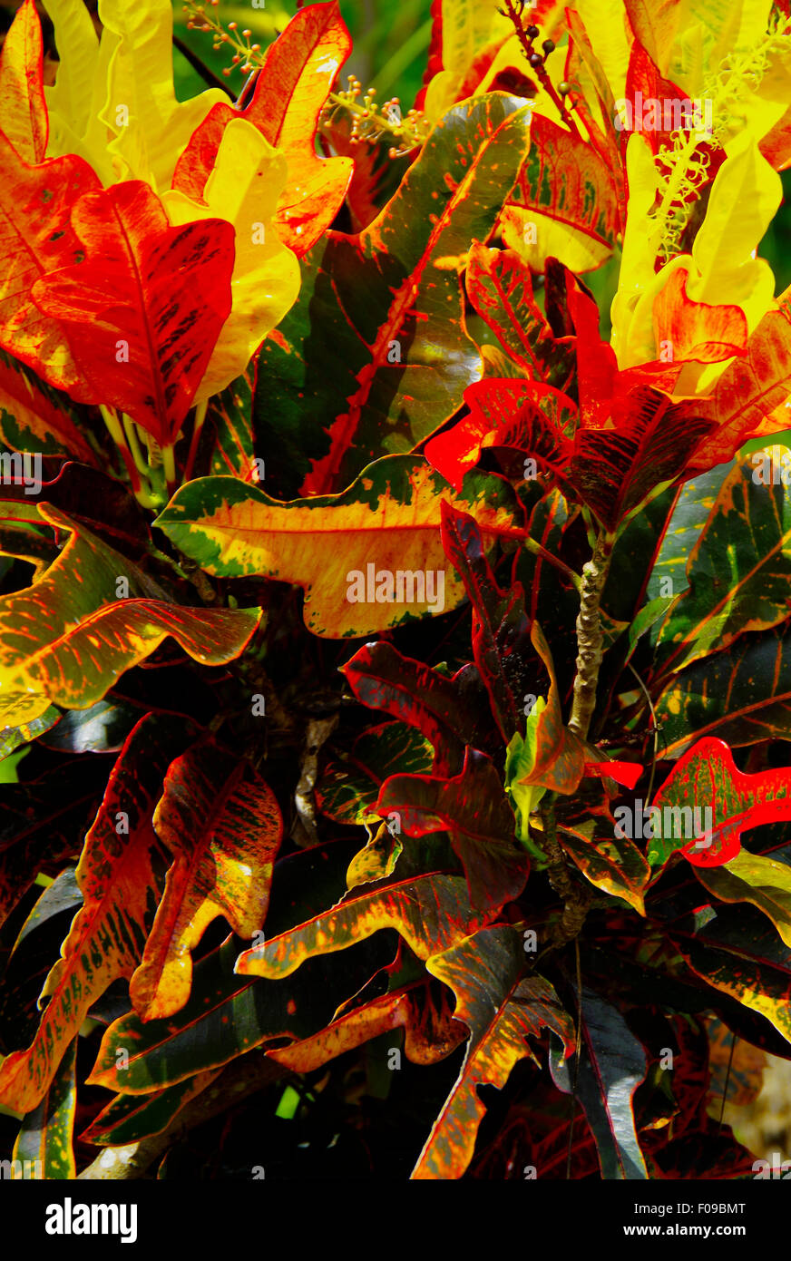 Crotons hi-res stock photography and images - Alamy