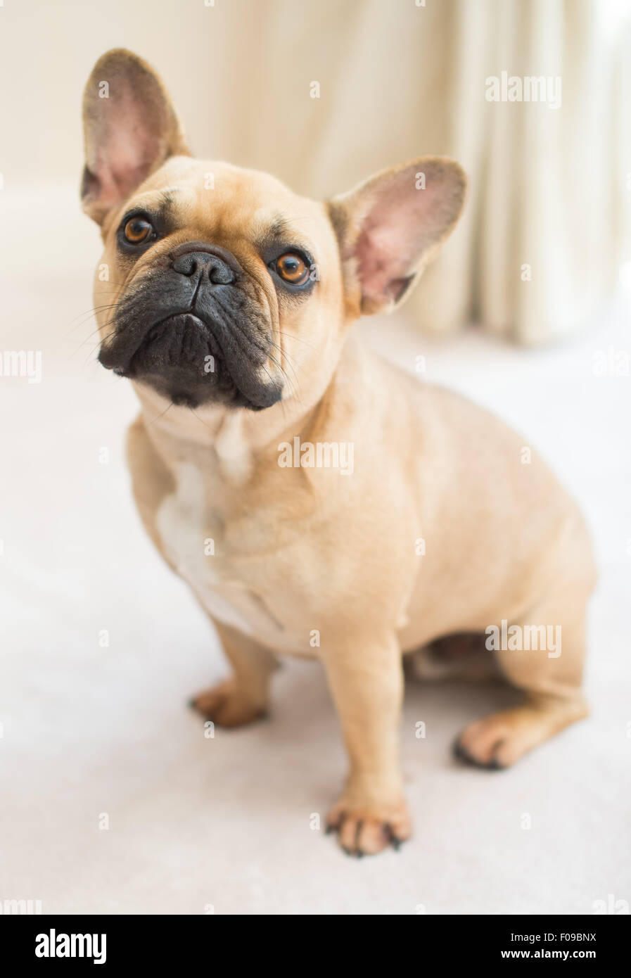 A French bulldog sitting and looking about Stock Photo - Alamy