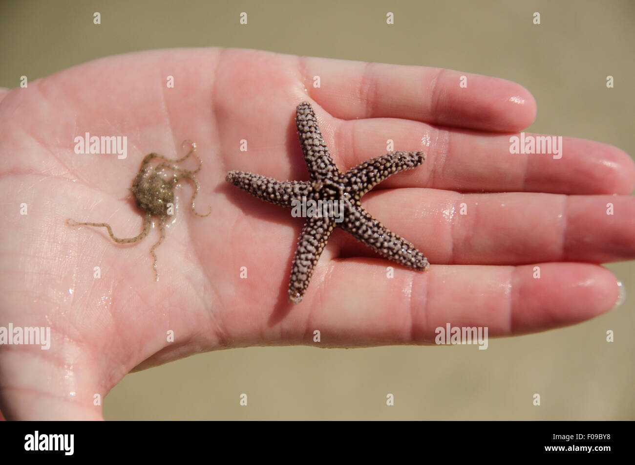 Smallest Starfish In The World