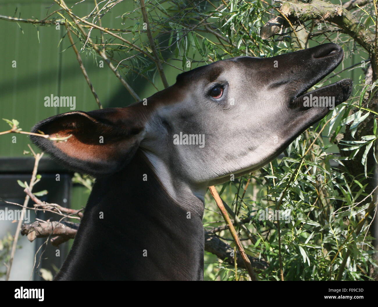 Central African Okapi (Okapia johnstoni) feeding on leaves at the ...
