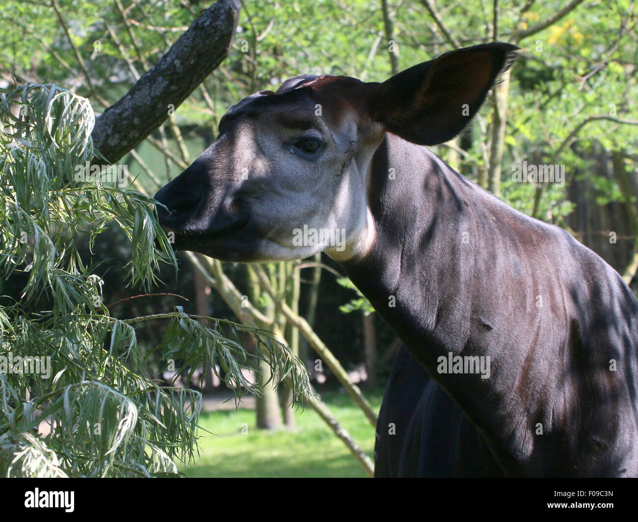 Okapi Hoofed Animals Stock Photos & Okapi Hoofed Animals Stock Images ...