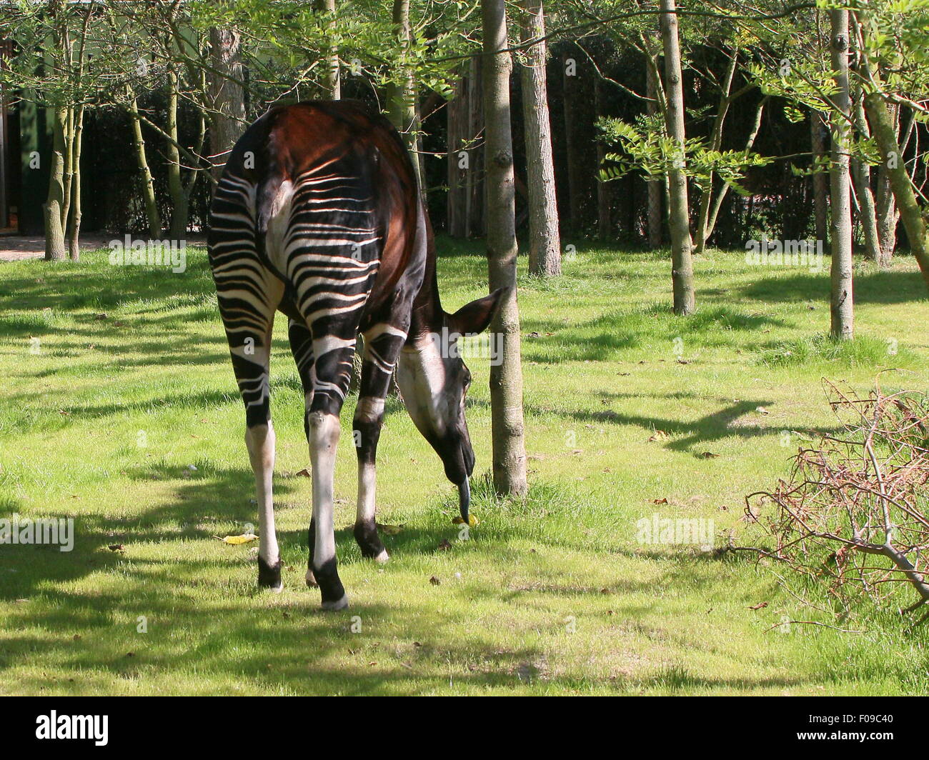 Okapi eating leaves hi-res stock photography and images - Alamy