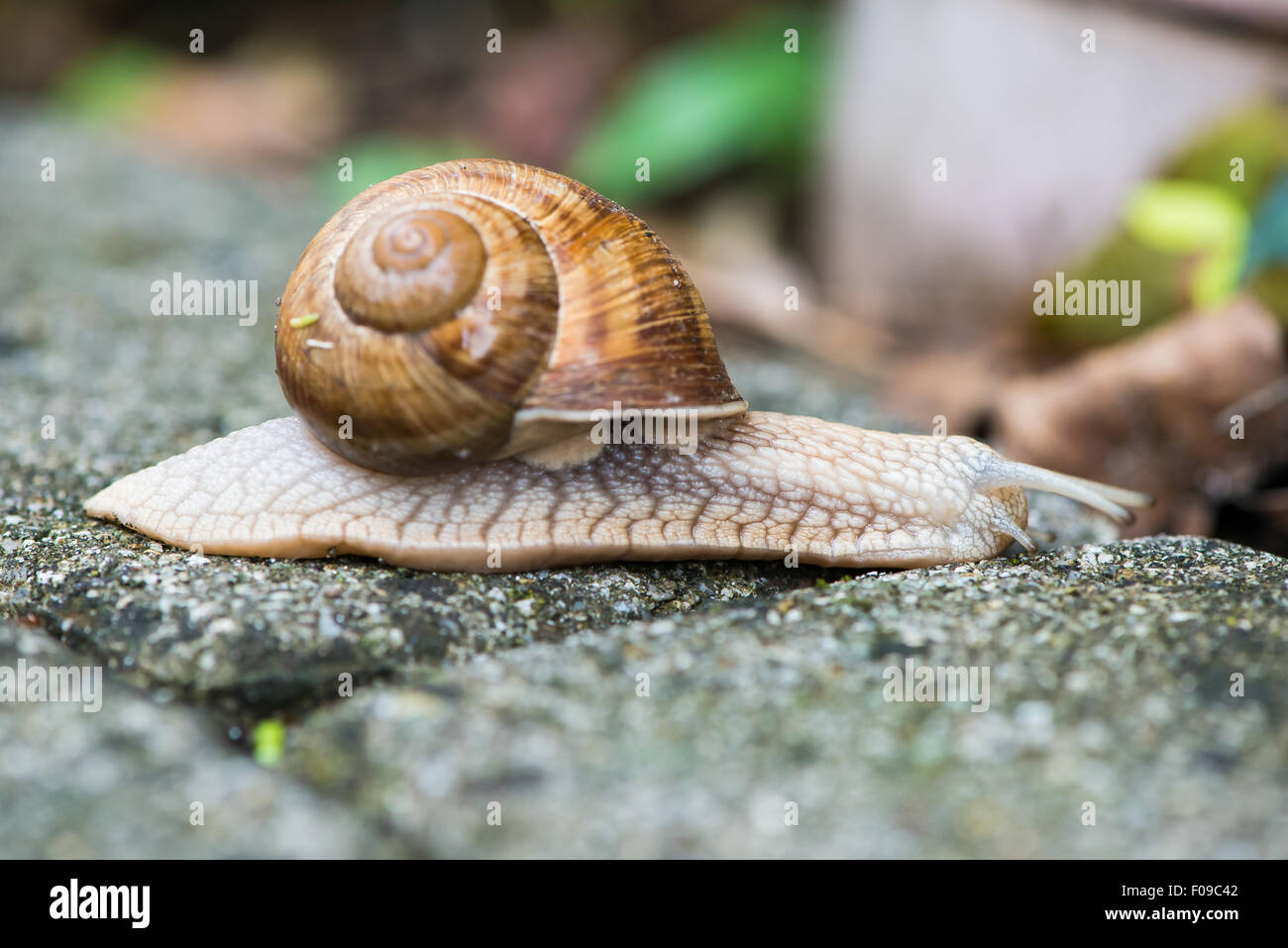 Long snail hi-res stock photography and images - Alamy