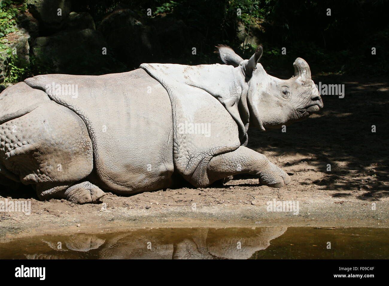 Greater one-horned Indian rhinoceros (Rhinoceros unicornis), closeup of ...