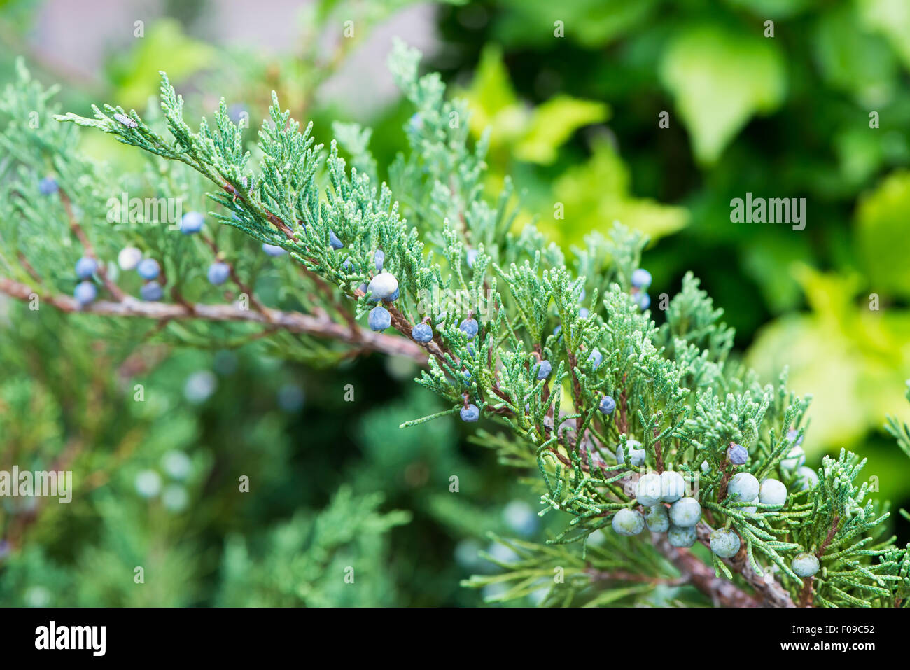 closeup of a juniper bush Stock Photo - Alamy