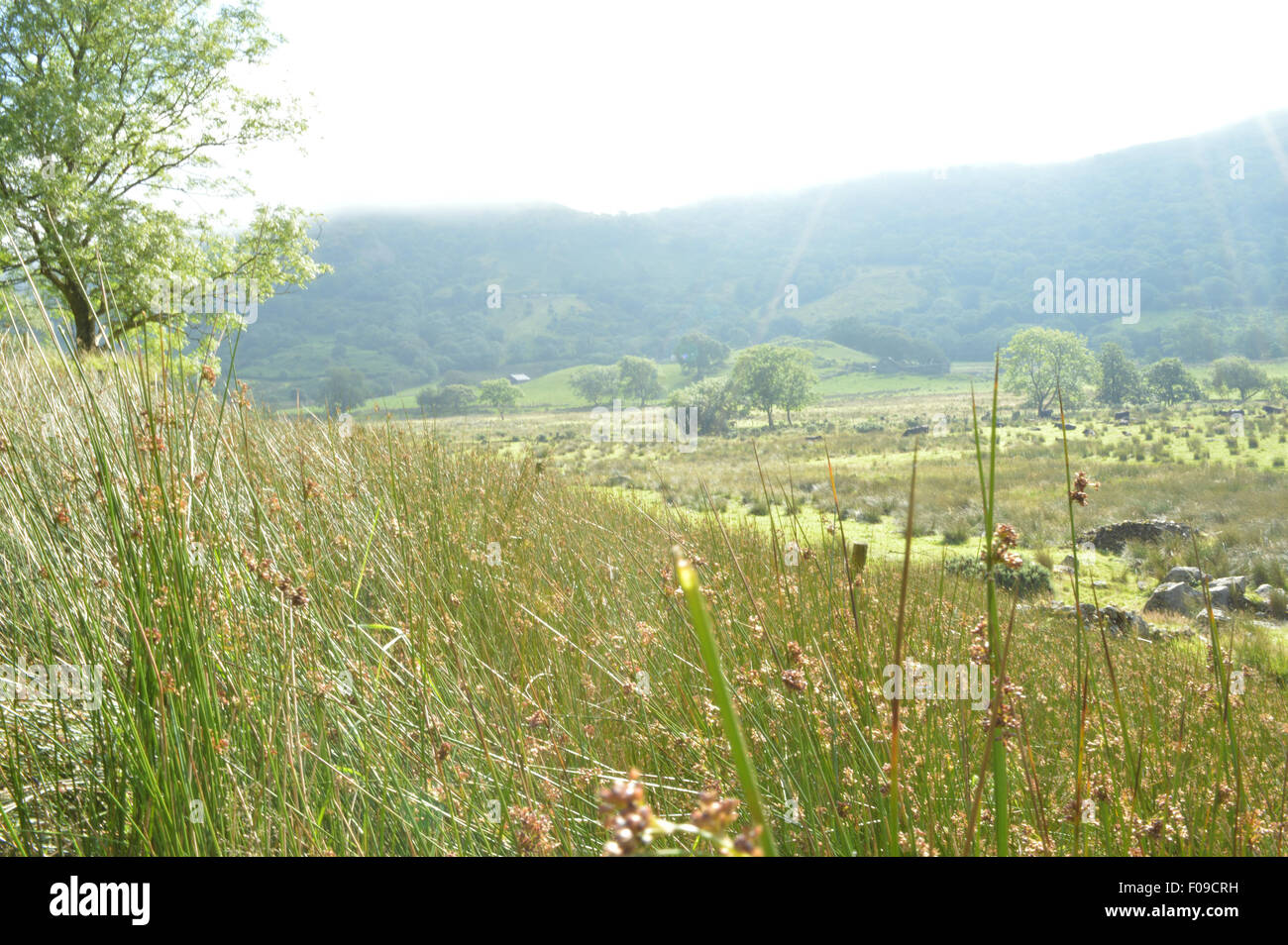 beautiful green landscape Stock Photo - Alamy