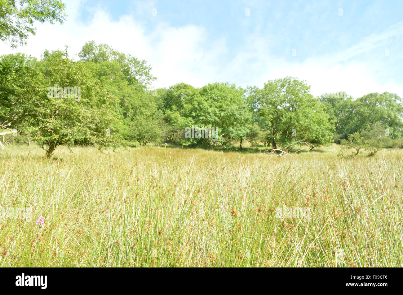 beautiful green landscape Stock Photo - Alamy