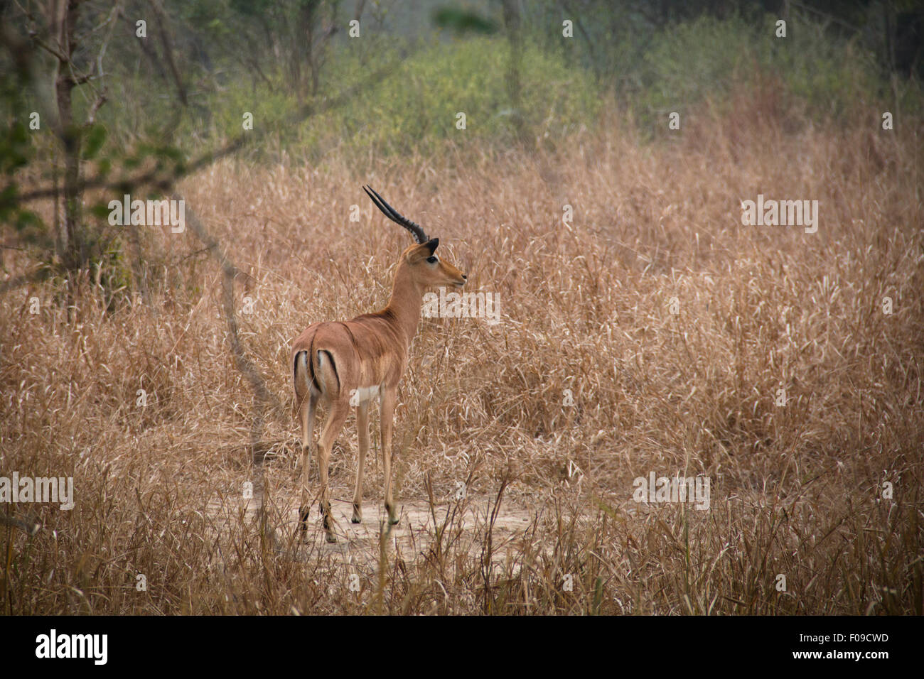 Impala in a the savanna de Gorongosa National Park Stock Photo - Alamy