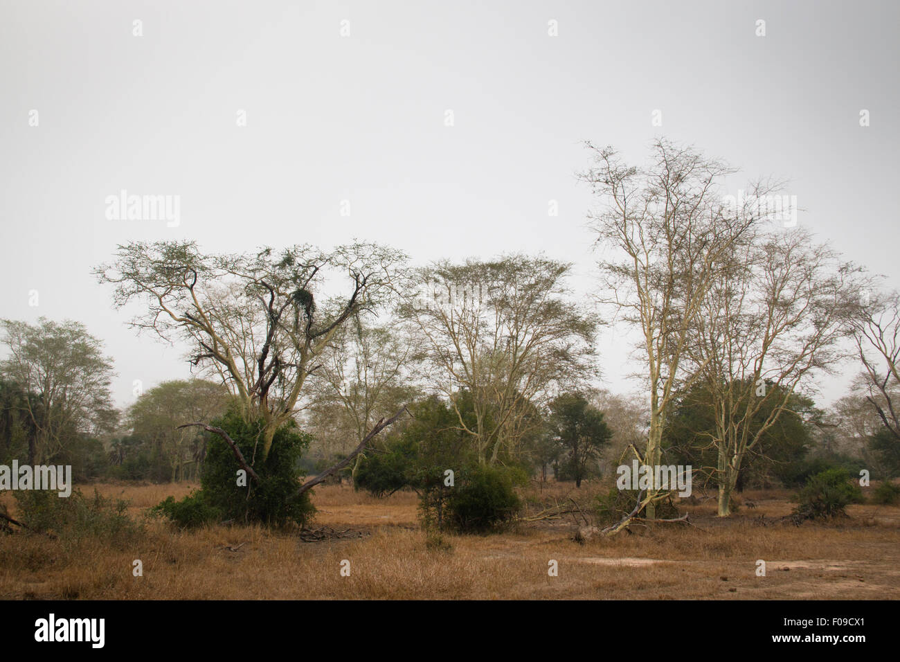Forest of fever trees in Gorongosa National Park Stock Photo - Alamy