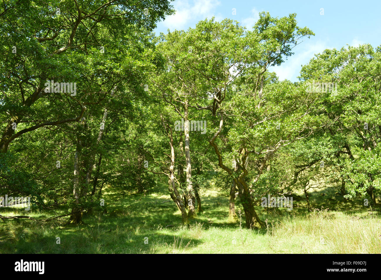 Trees pic hi-res stock photography and images - Alamy