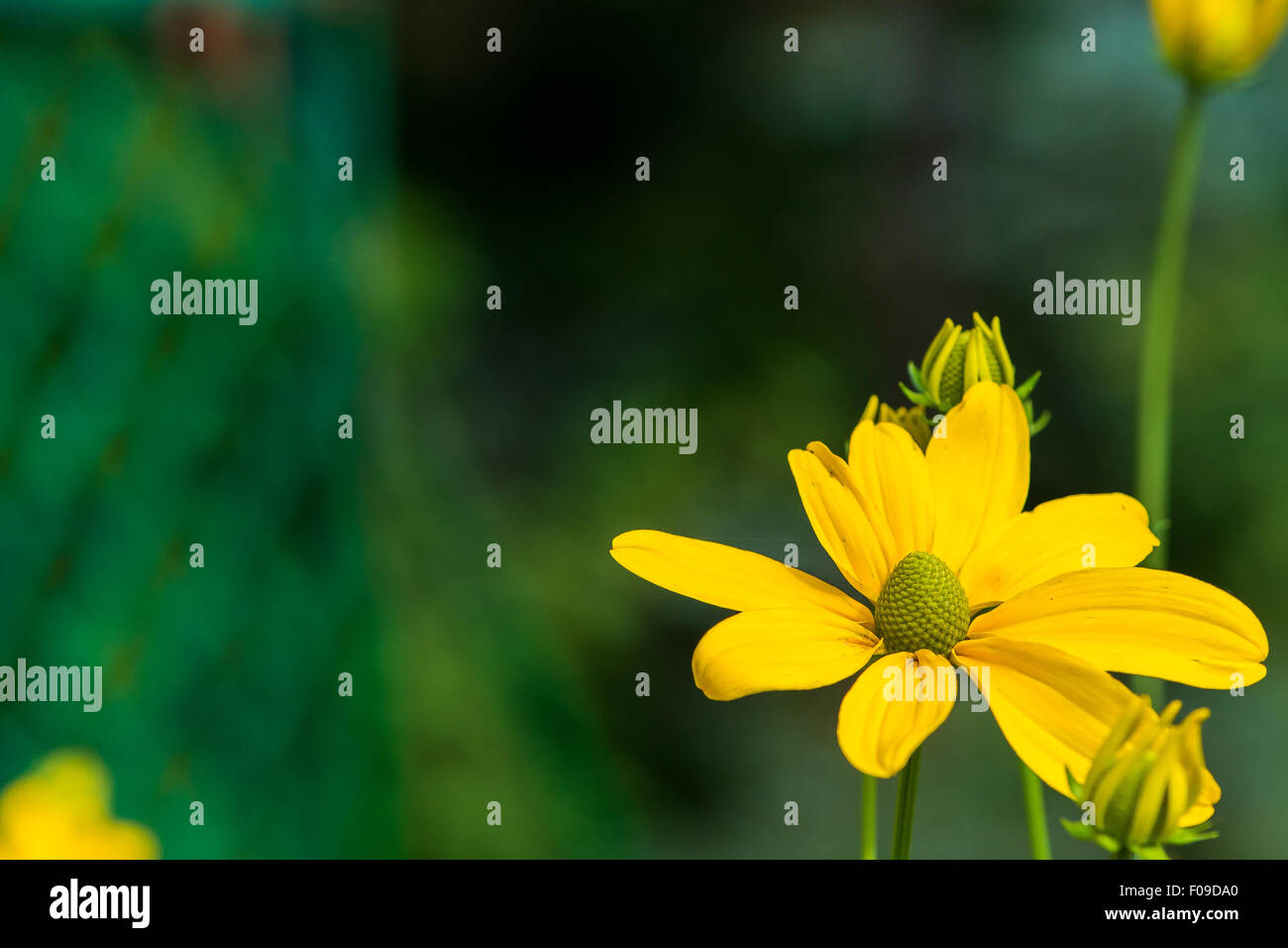 closeup to yellow flower Rudbeckia Stock Photo - Alamy