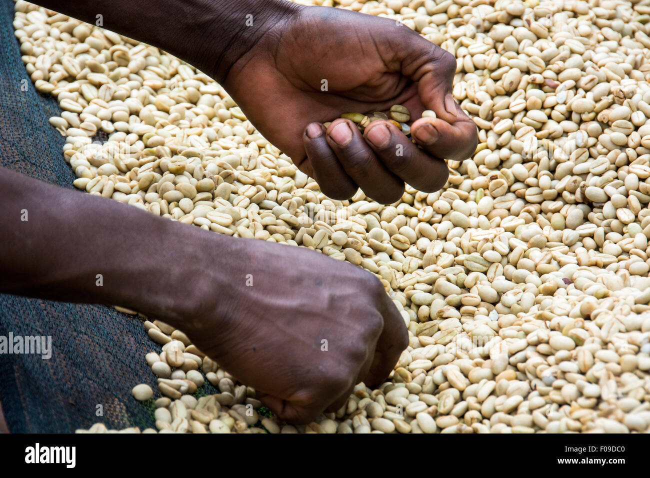 Rwanda coffee farm hi-res stock photography and images - Alamy