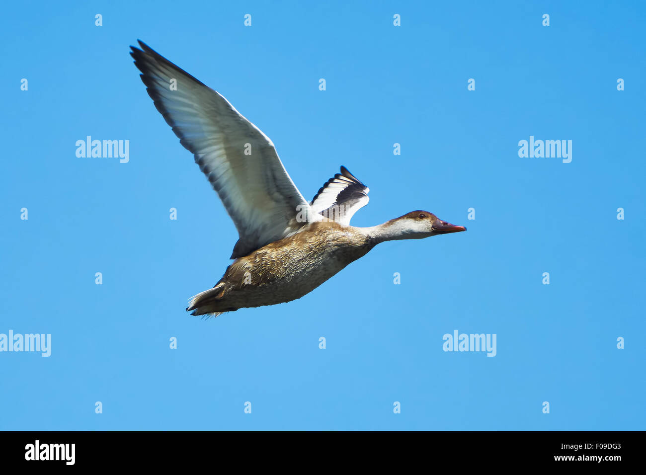 Duck in flight against the blue sky Stock Photo - Alamy
