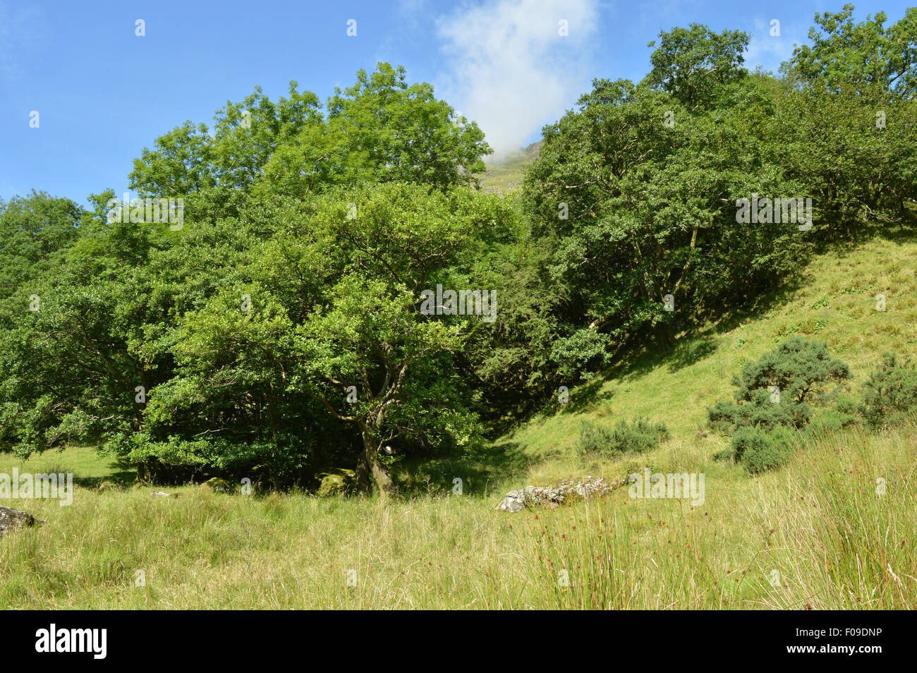 beautiful green landscape Stock Photo - Alamy