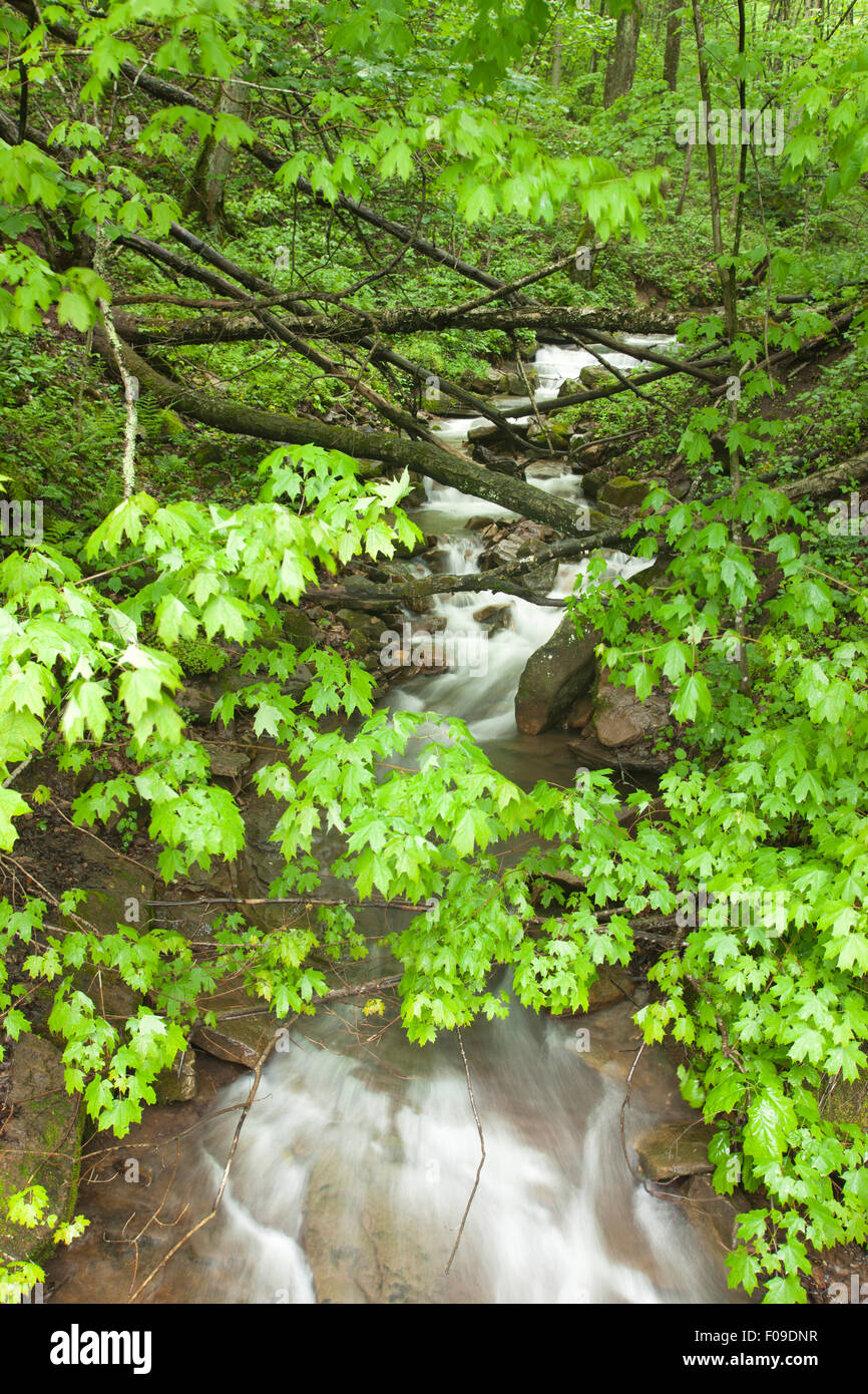 Blackwater creek hi-res stock photography and images - Alamy