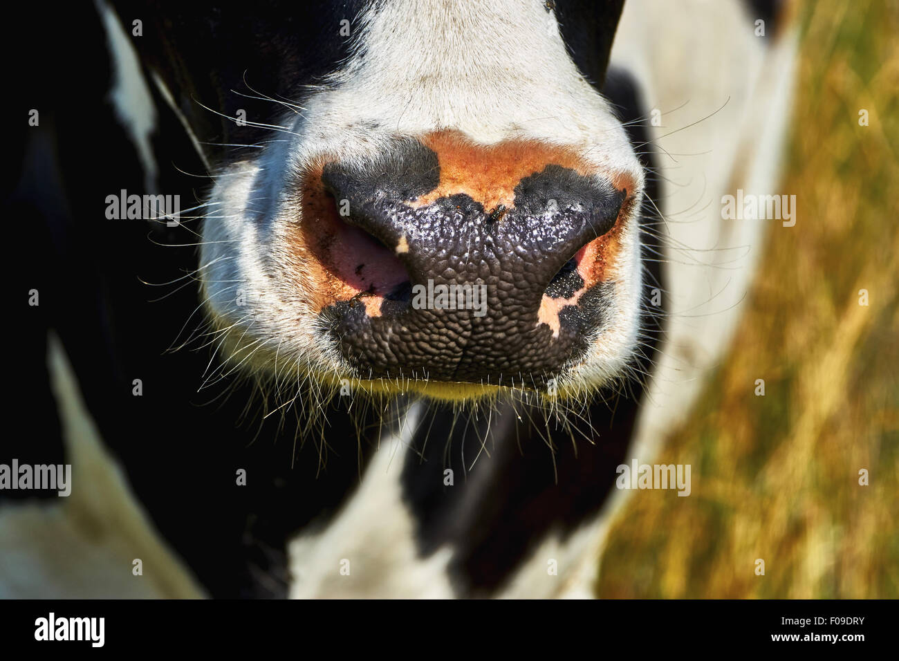 Nose cow closeup Stock Photo - Alamy
