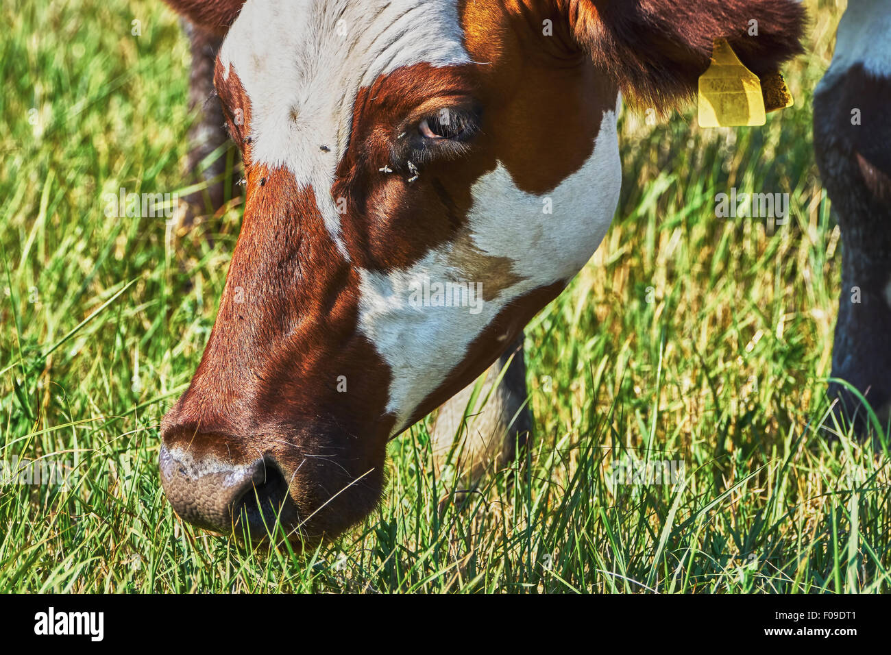 Cow on a summer pasture on a hot day Stock Photo - Alamy