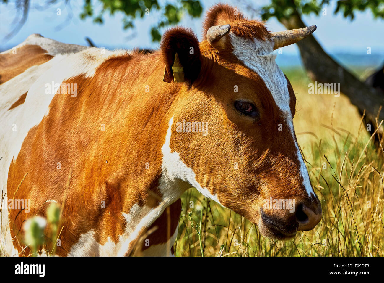 Cow on a summer pasture on a hot day Stock Photo - Alamy
