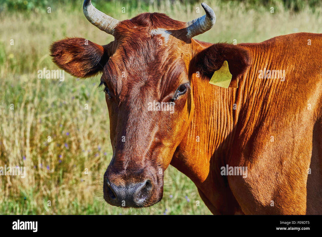 Cow on a summer pasture on a hot day Stock Photo - Alamy
