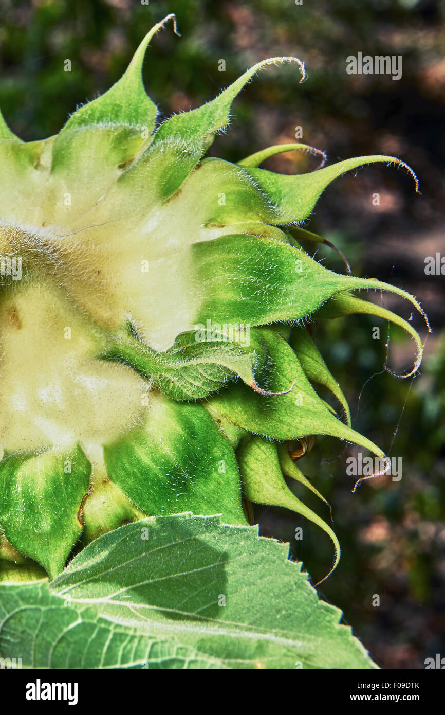 The head of a sunflower on the field (back view Stock Photo - Alamy