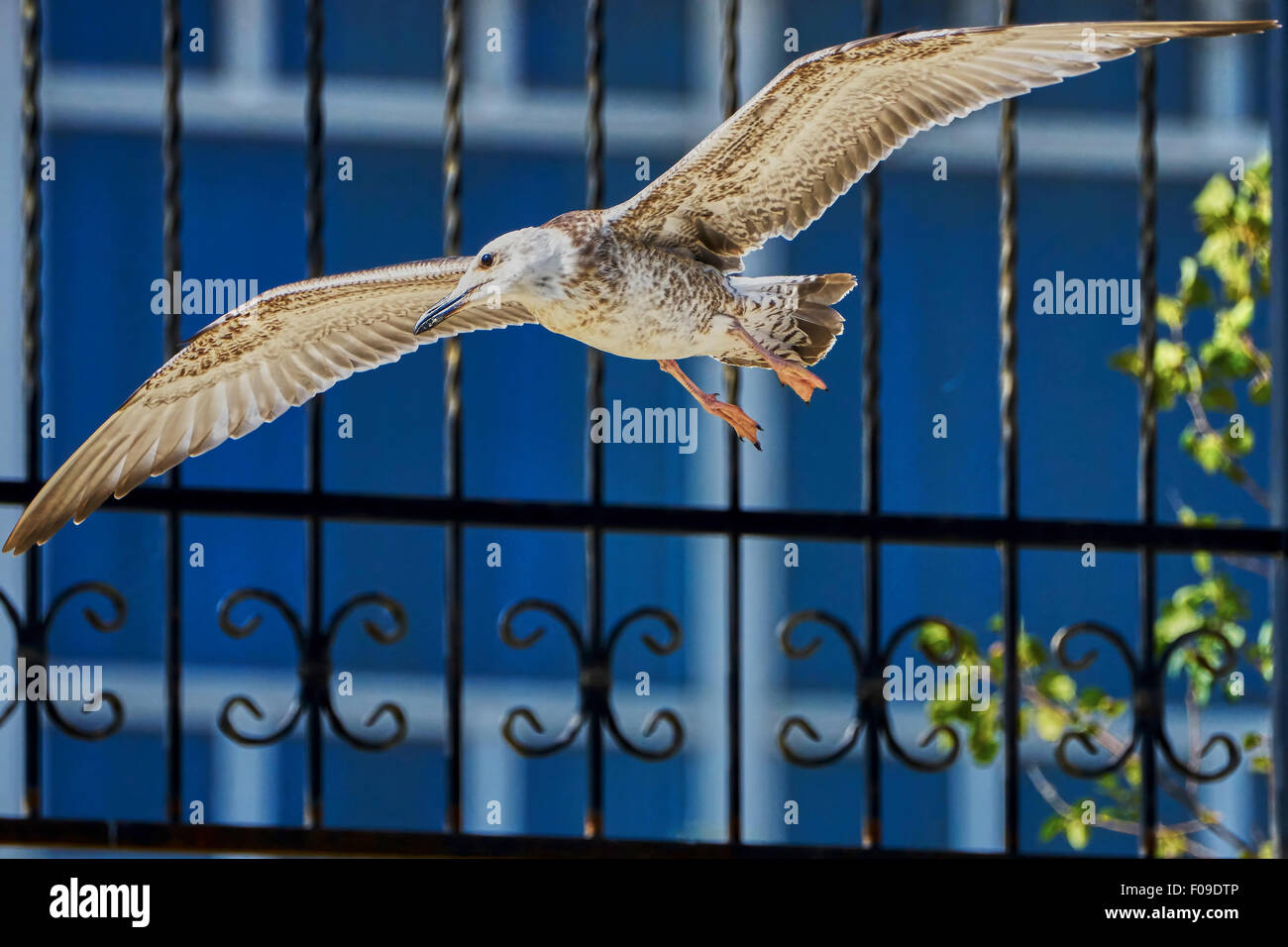 Common gull in flight over the beach Stock Photo - Alamy