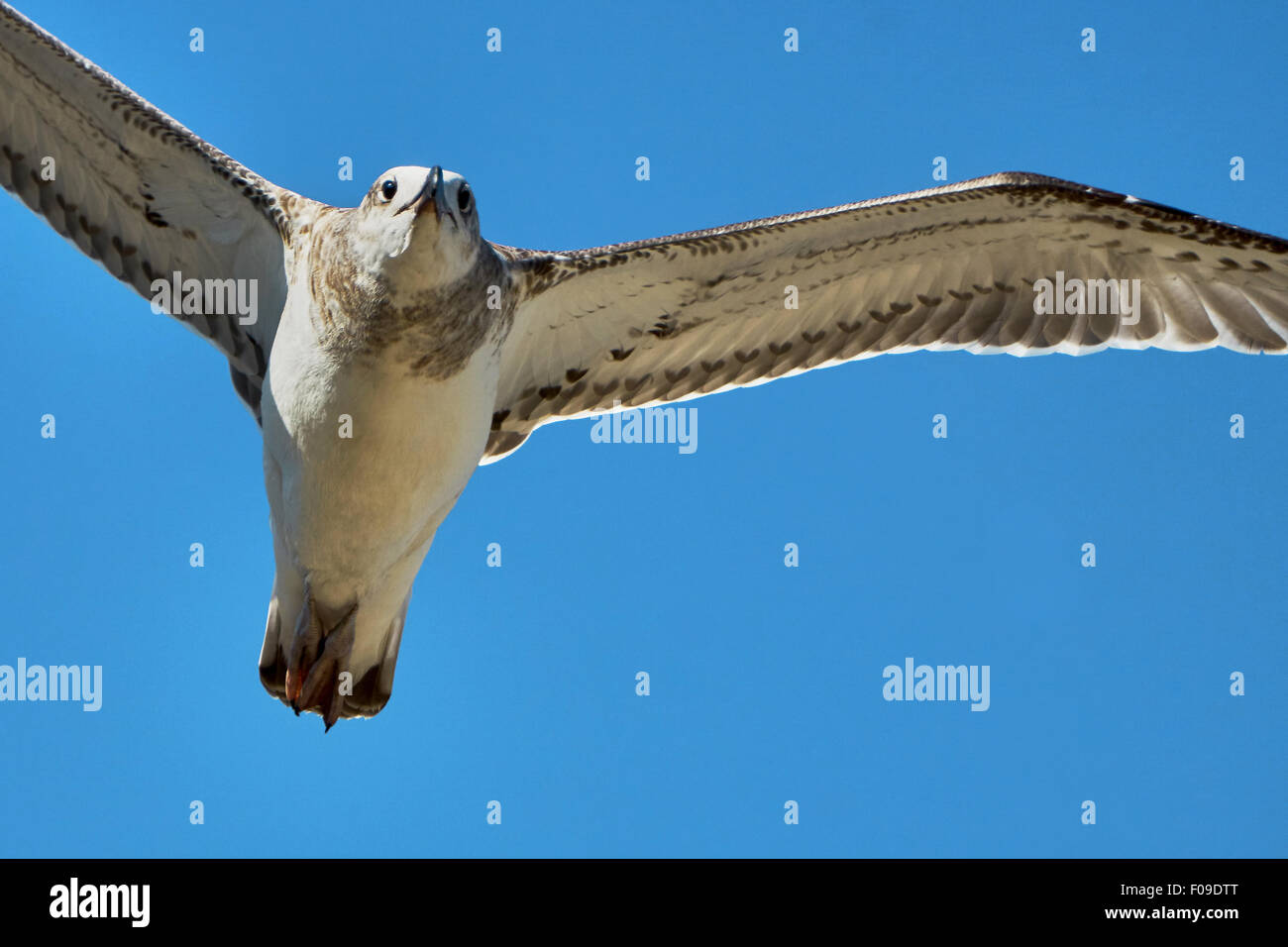 Common gull in flight against the blue sky Stock Photo - Alamy