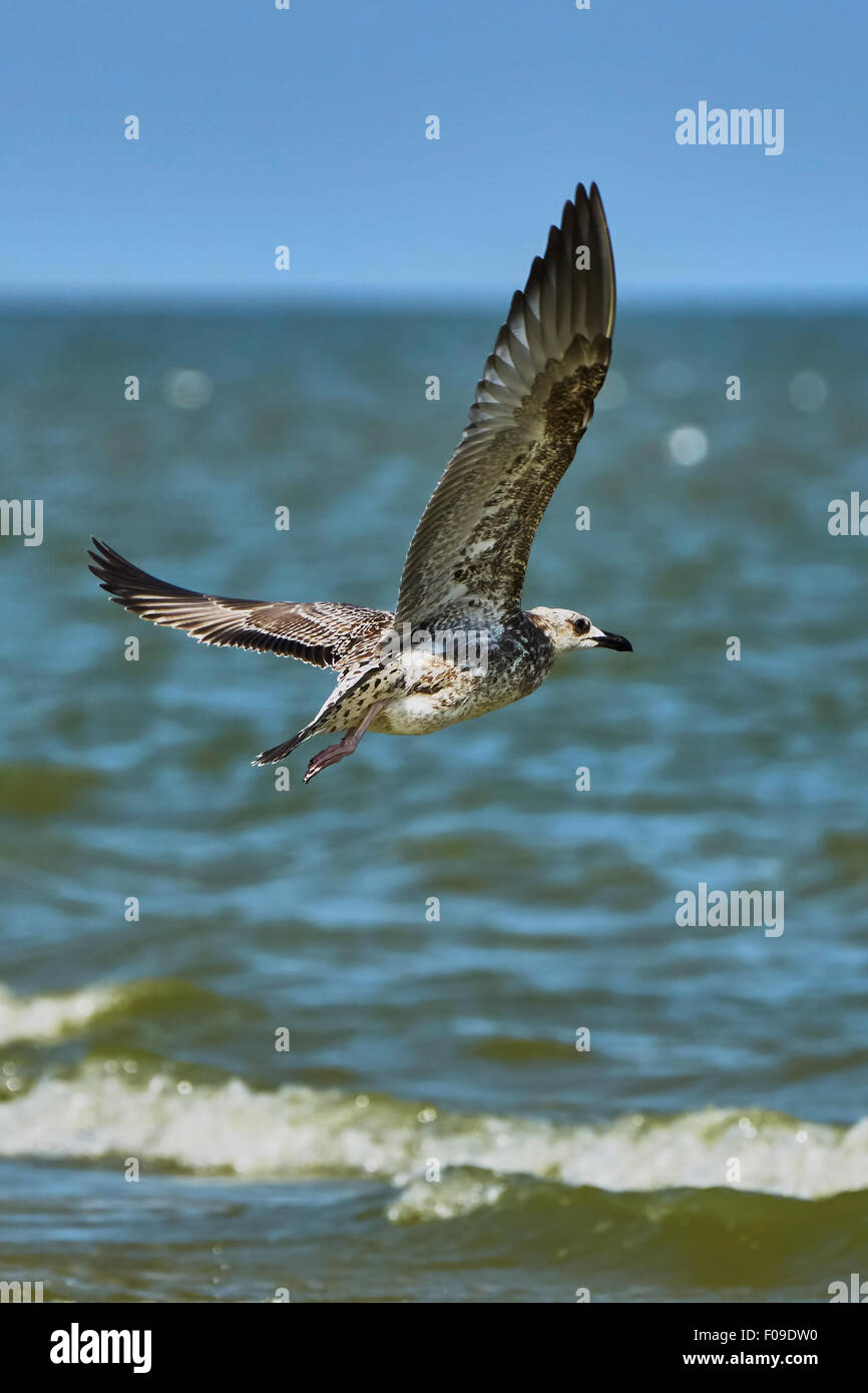 Common gull in flight over the sea Stock Photo - Alamy