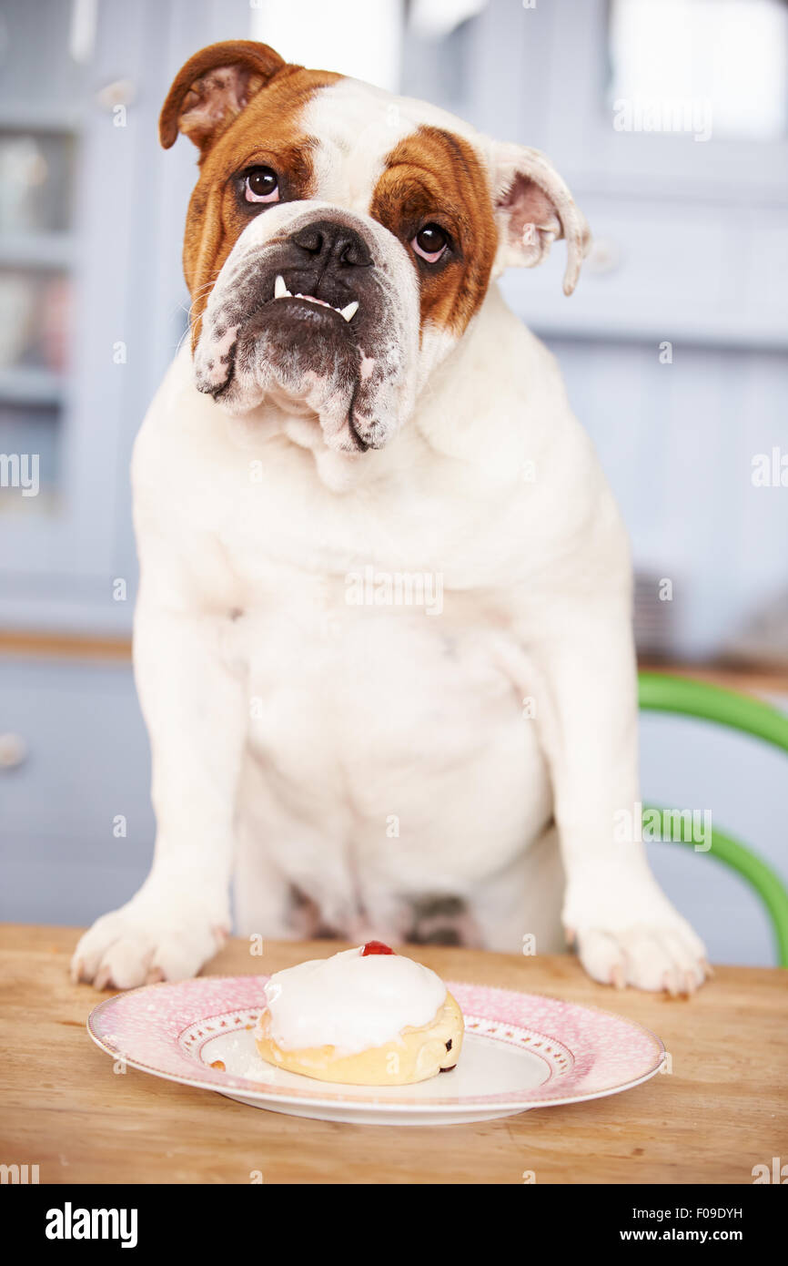 Sad Looking British Bulldog Tempted By Iced Bun Stock Photo - Alamy