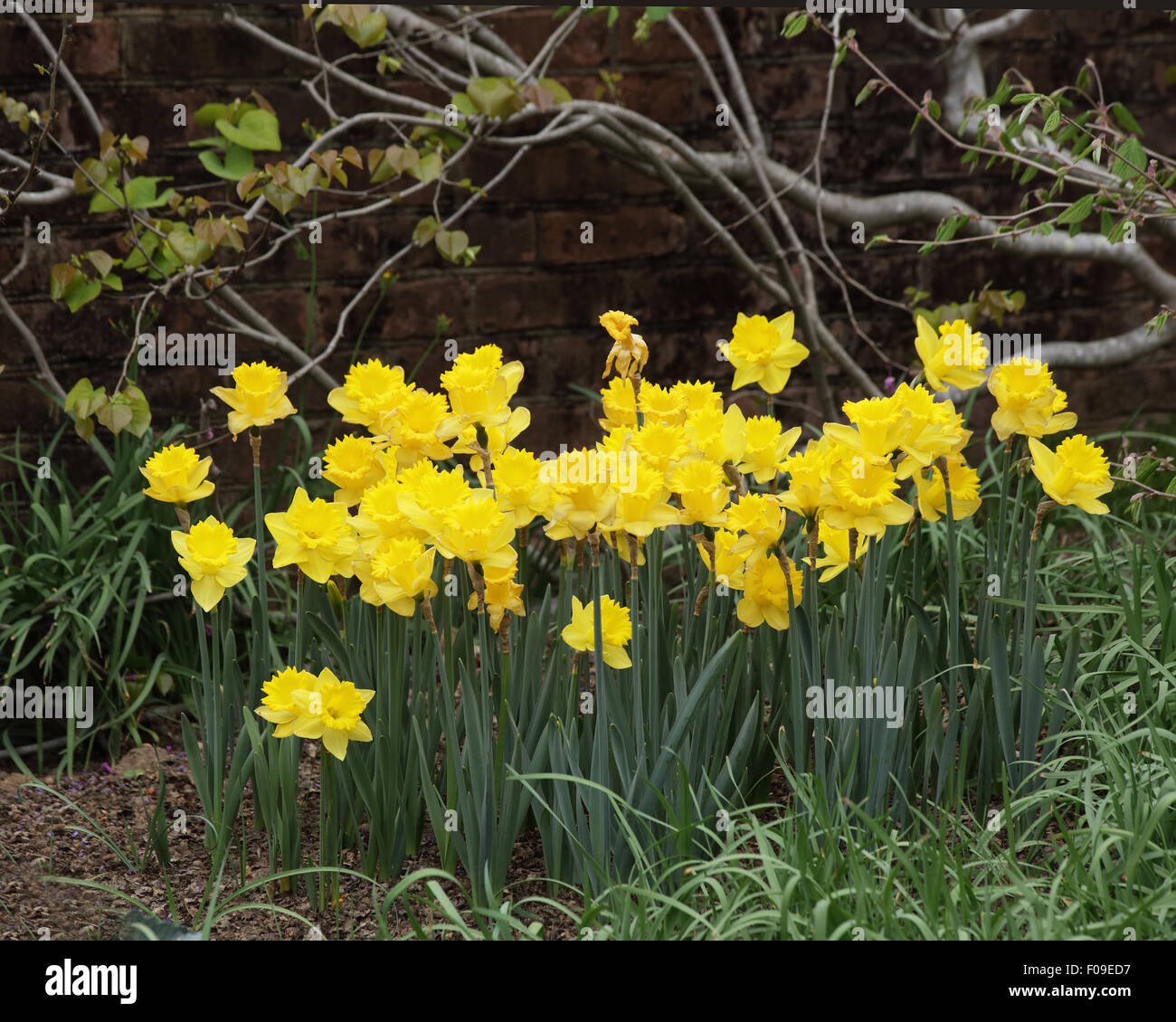 spring flowers south carolina Stock Photo - Alamy