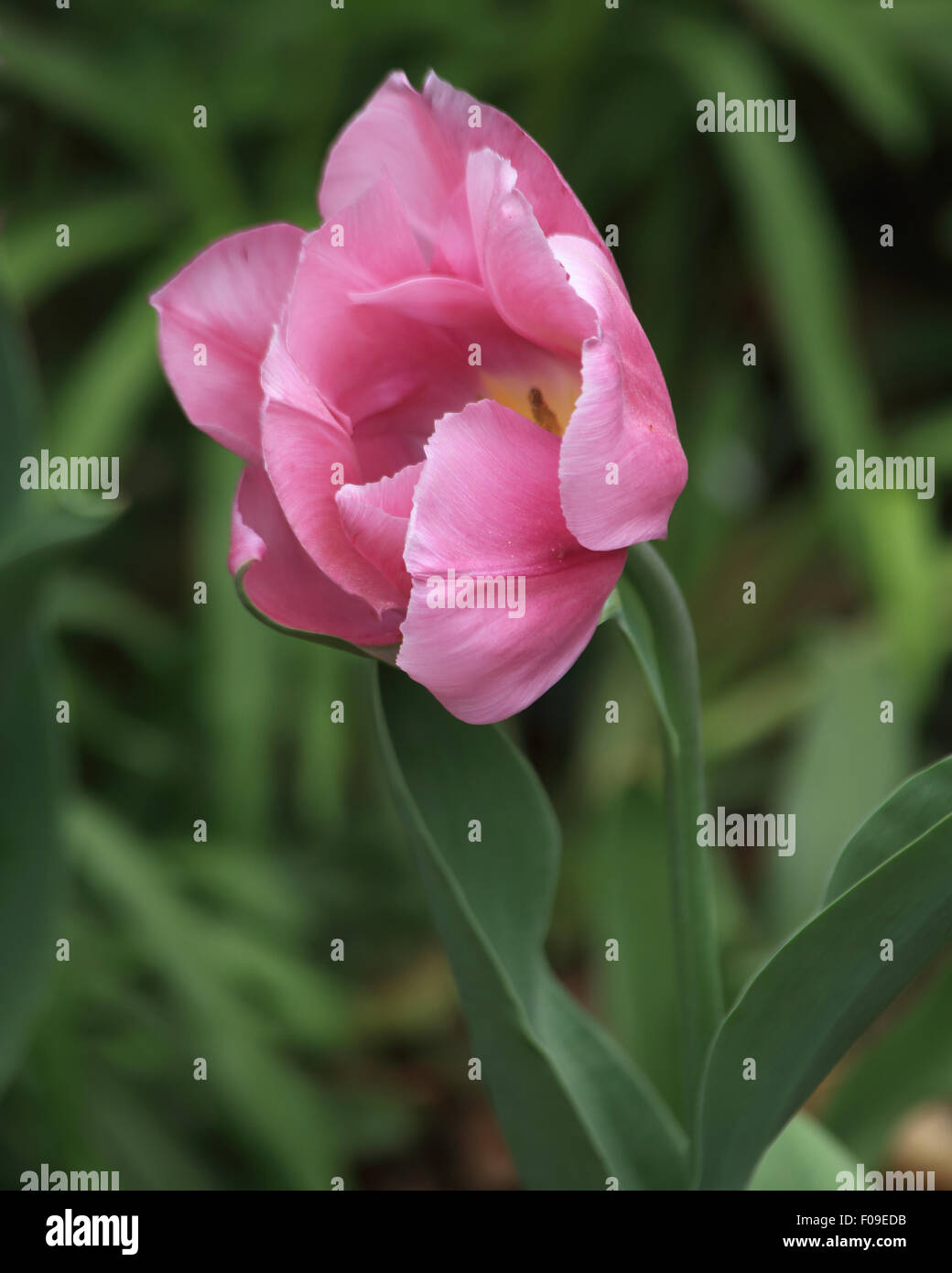 spring flowers south carolina Stock Photo - Alamy