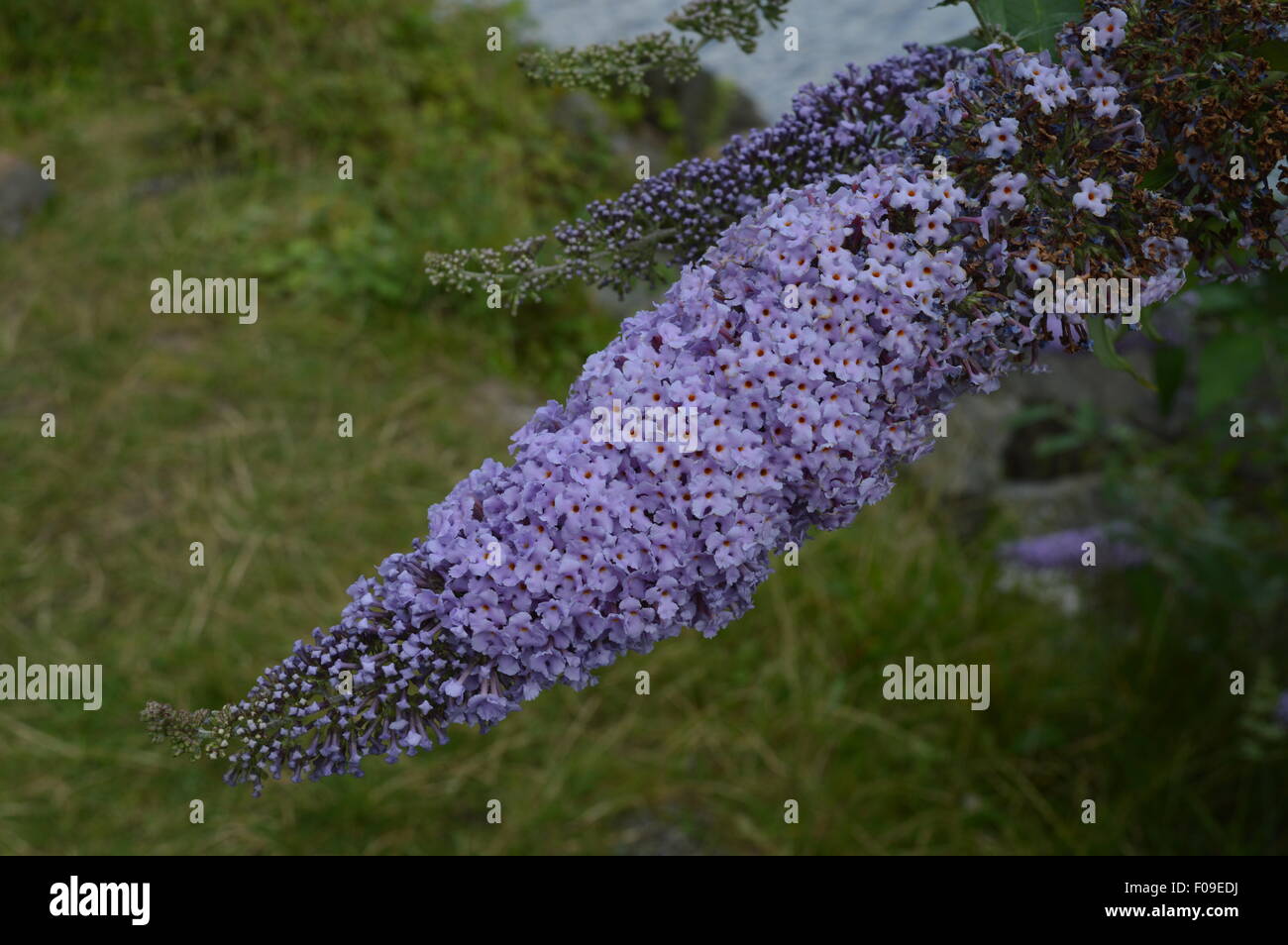 pyramid shape purple flower Stock Photo - Alamy