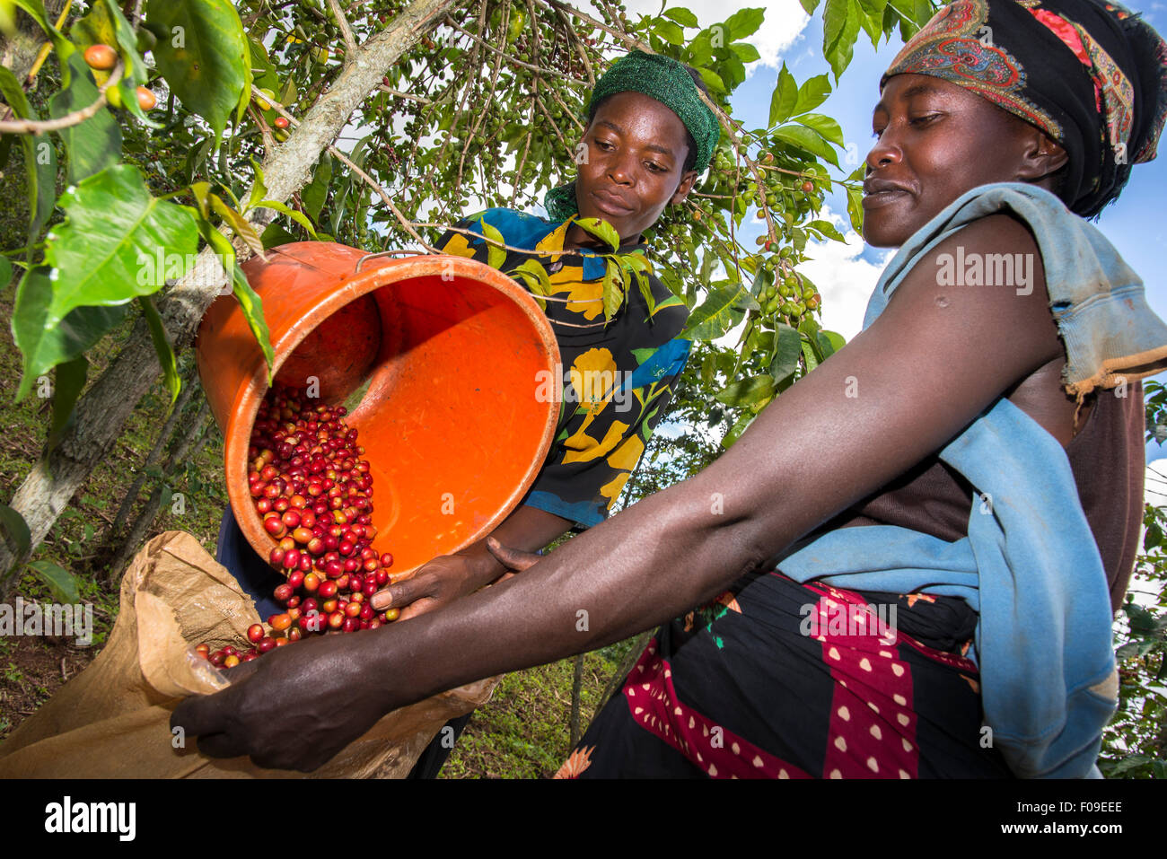 Coffee cooperatives in Rwanda Stock Photo - Alamy