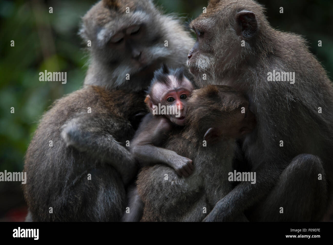 Monkey family unit hi-res stock photography and images - Alamy