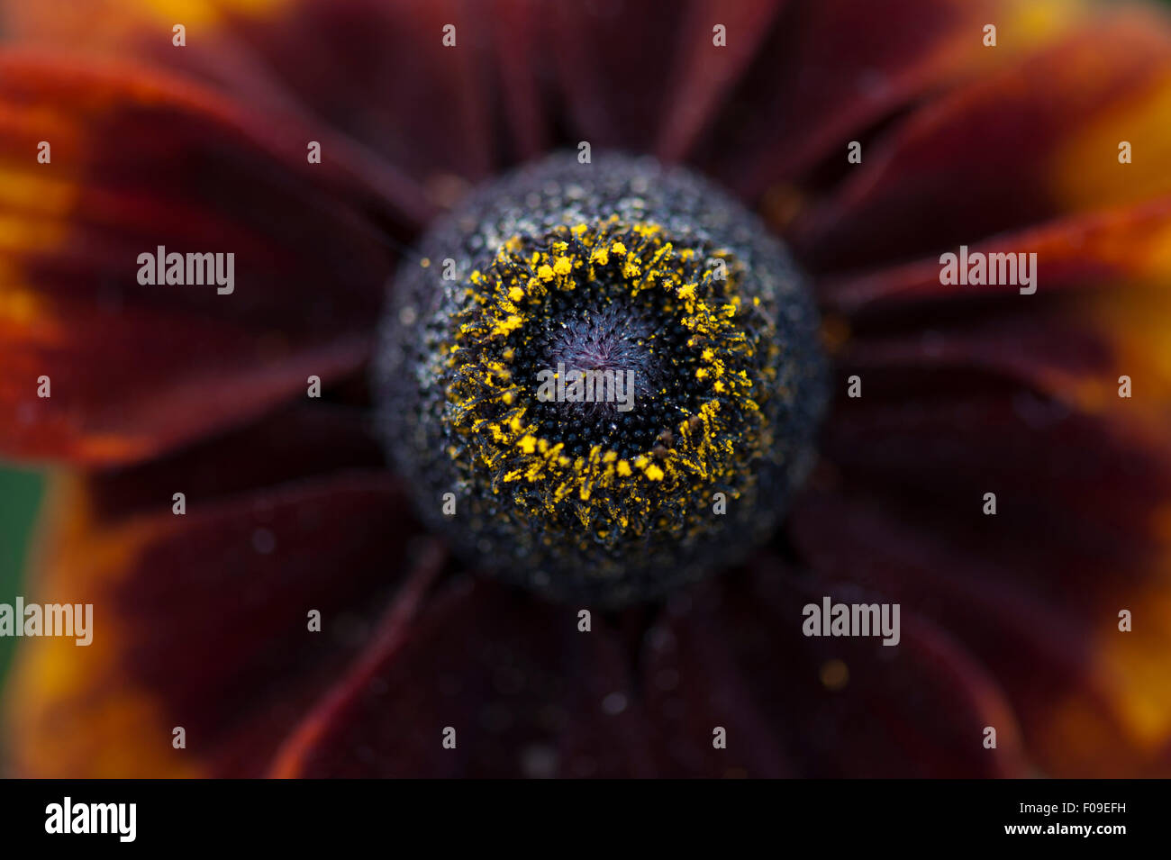 Pollen. Dusted on the stamens of this flower Stock Photo - Alamy