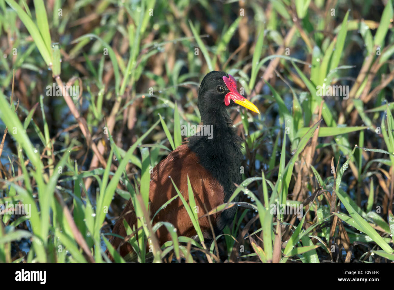 Wattled jacana (Jacana jacana) on floating vegetation, Rio Cuiaba ...