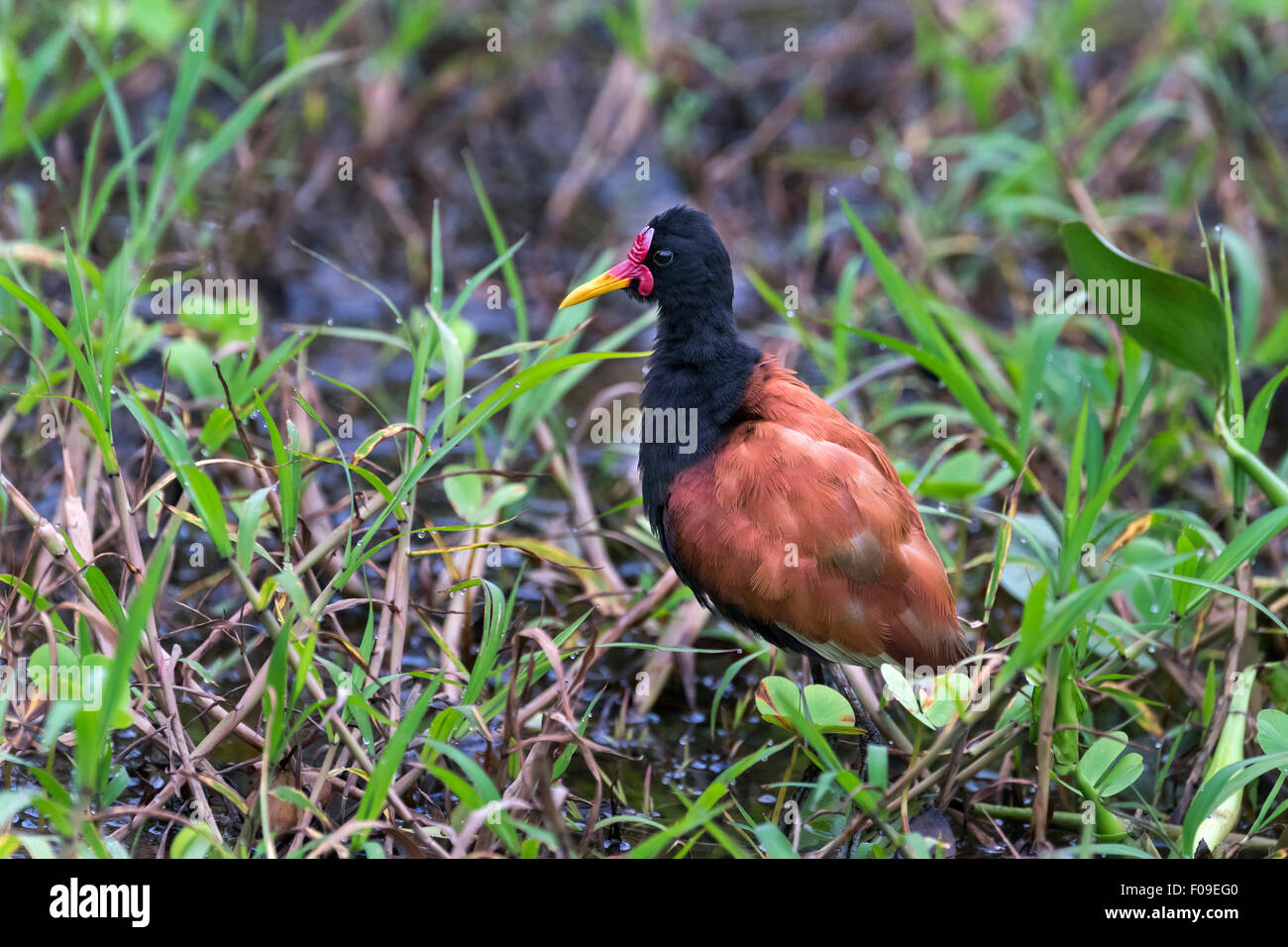 Wattled jacana (Jacana jacana) walking though the floating plants, Rio ...