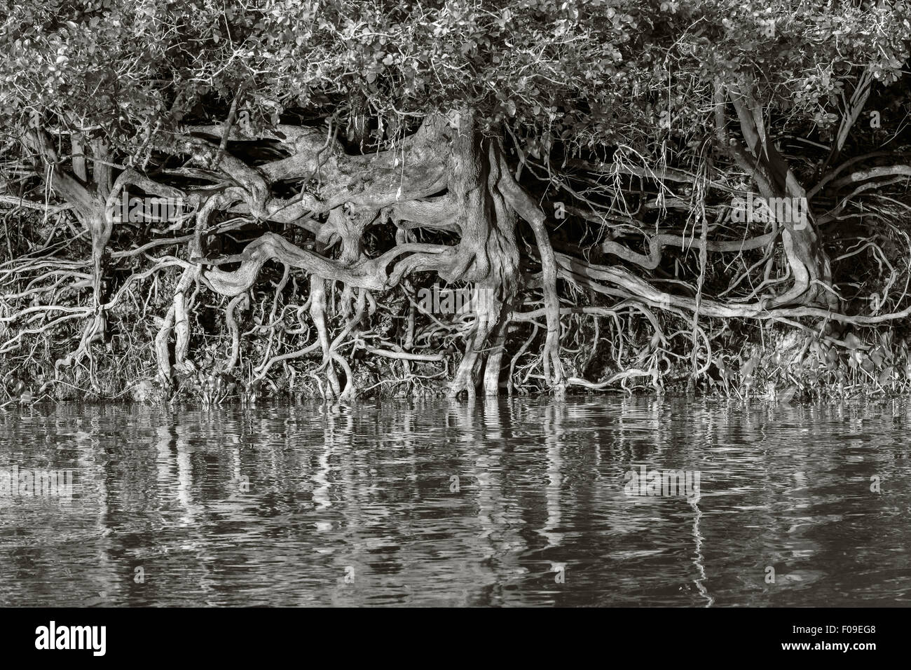 Pantanal roots hi-res stock photography and images - Alamy