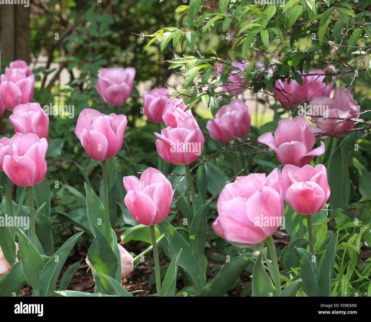 spring flowers south carolina Stock Photo - Alamy